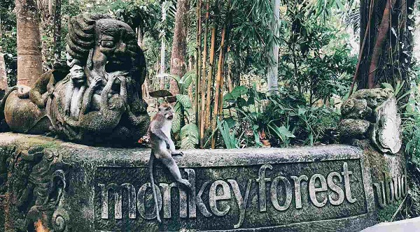 Ubud Monkey Forest: Harga Tiket, Daya Tarik & Lokasi